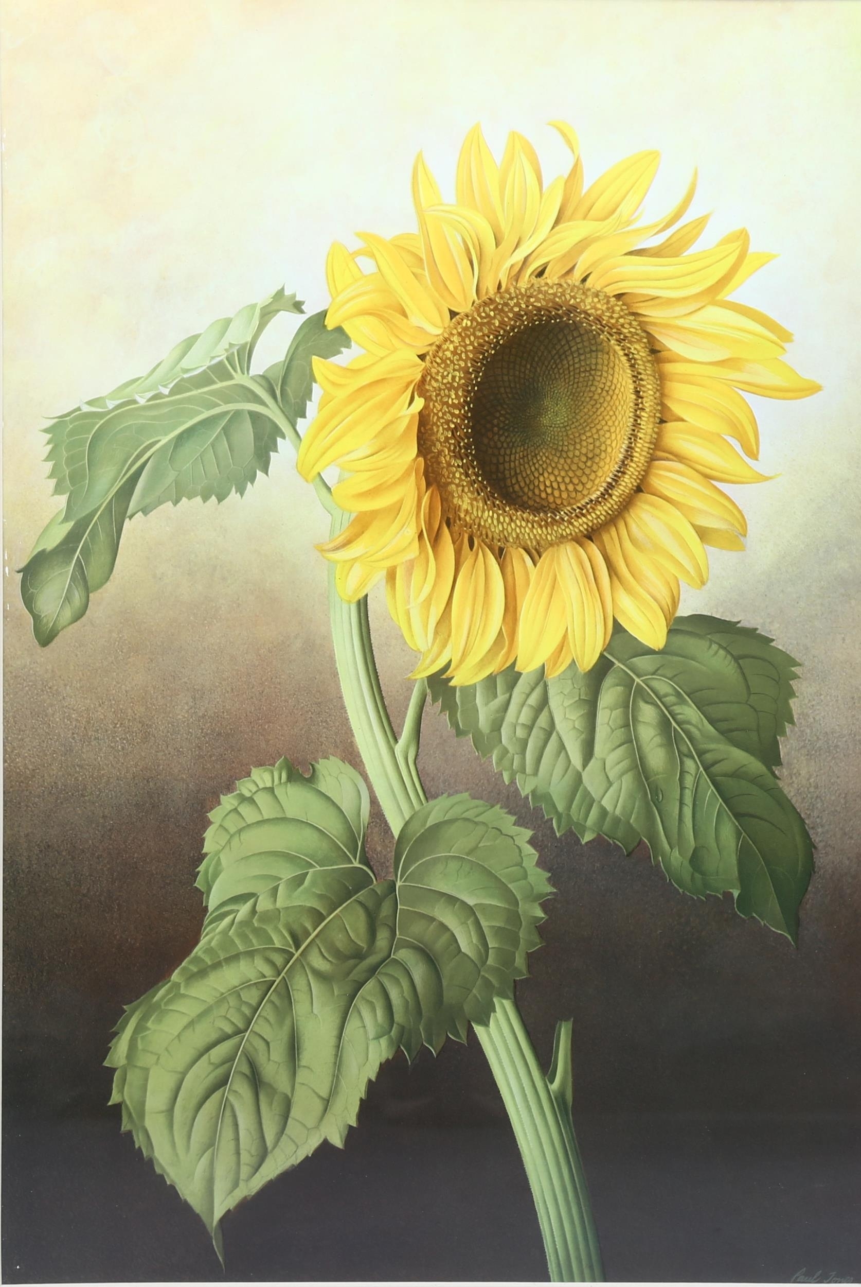 Paul Osborne Jones | Helianthus Annuus (1976) | MutualArt