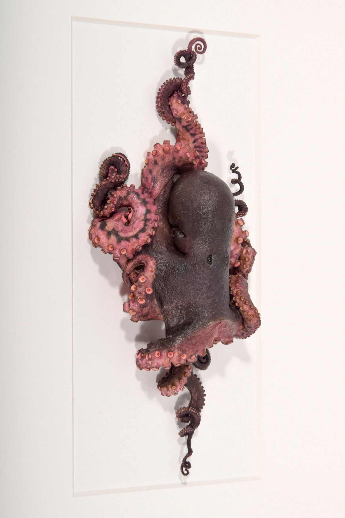 Christopher Marley | PHEROMONE Octopus Specimen | MutualArt