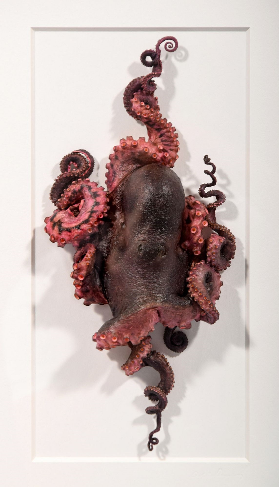 Christopher Marley | PHEROMONE Octopus Specimen | MutualArt