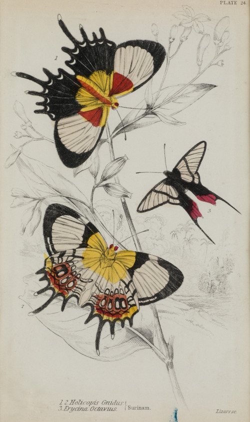 William Home Lizars | Mariposas | MutualArt