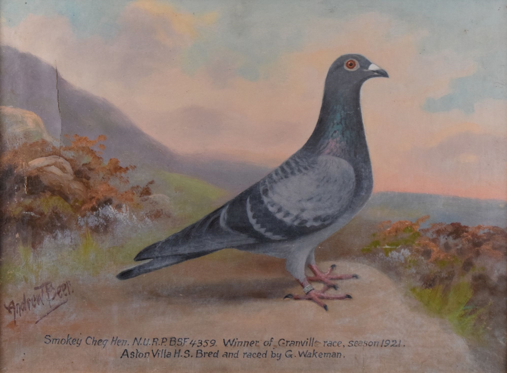 Andrew Beer | Study of Racing Pigeon | MutualArt