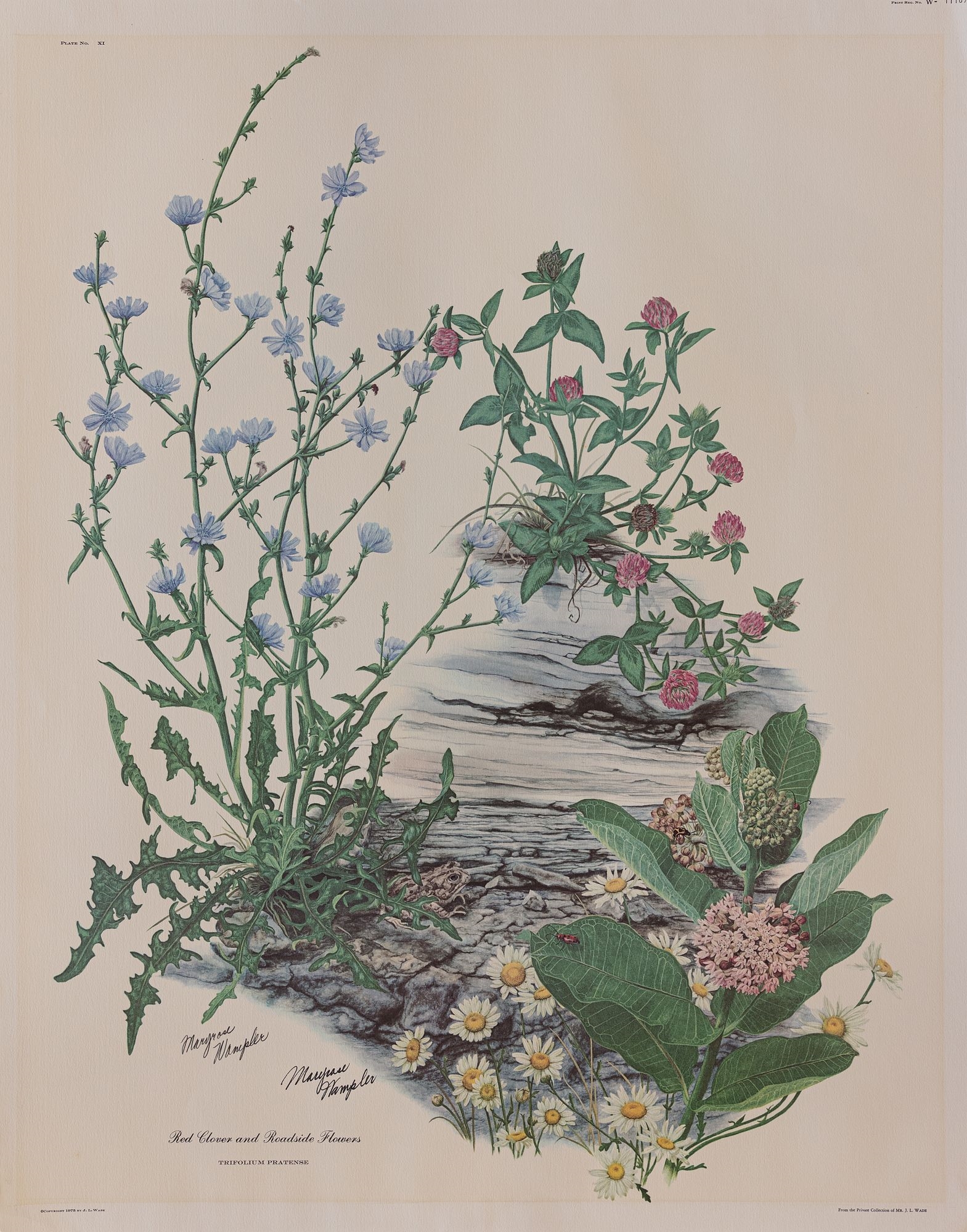 Maryrose Wampler | Flower (1974) | MutualArt