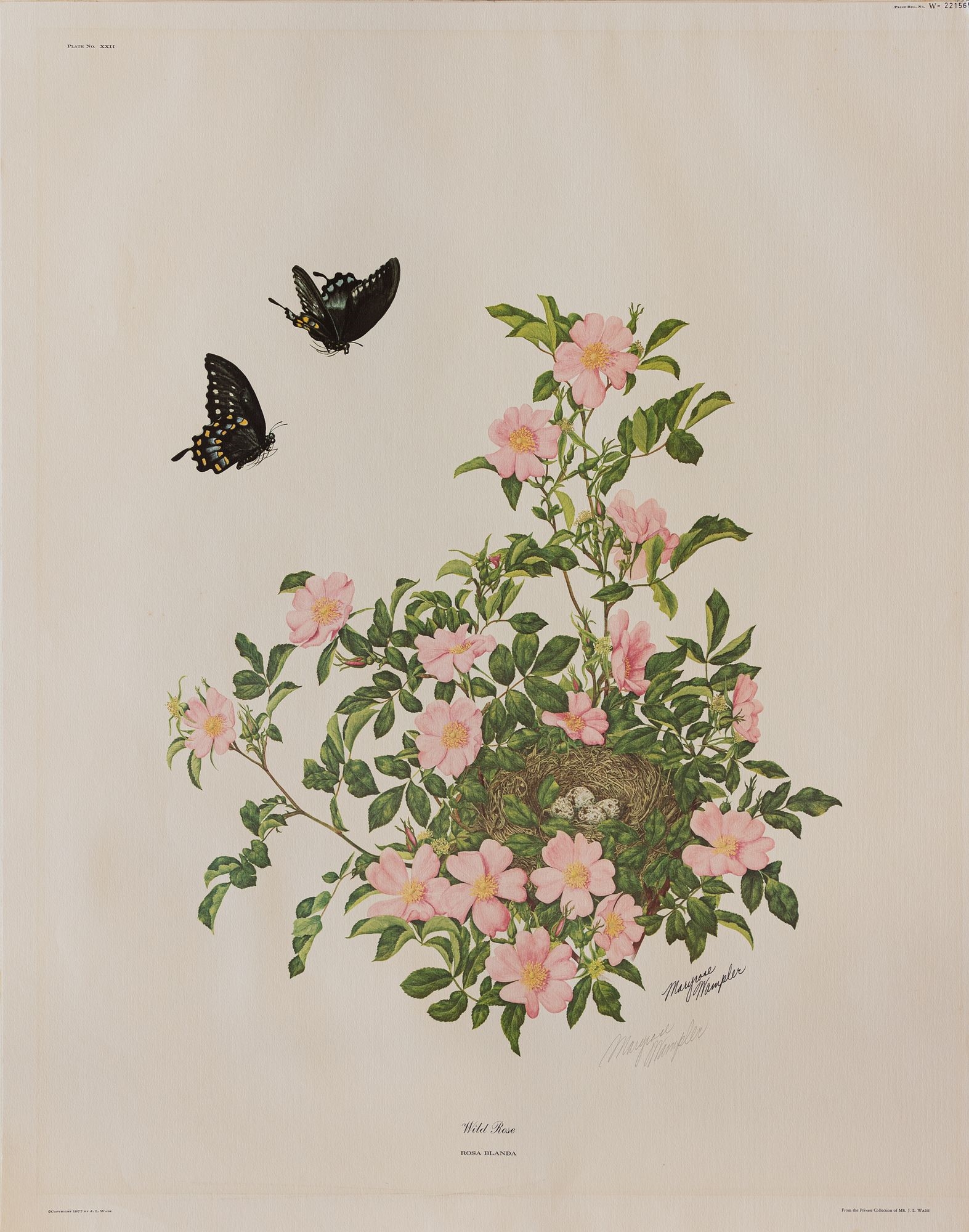 Maryrose Wampler | Flower (1974) | MutualArt