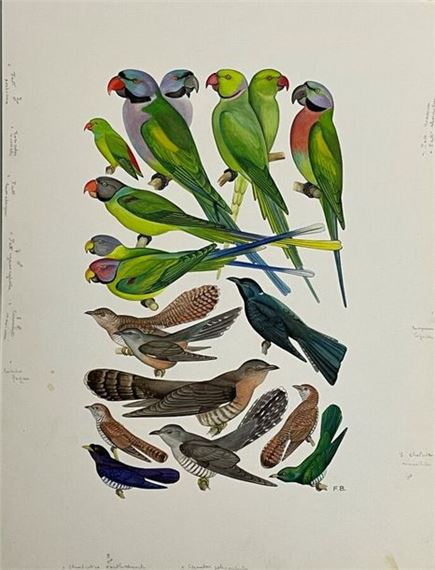 Paul Barruel | Plate representing various birds including parakeets ...