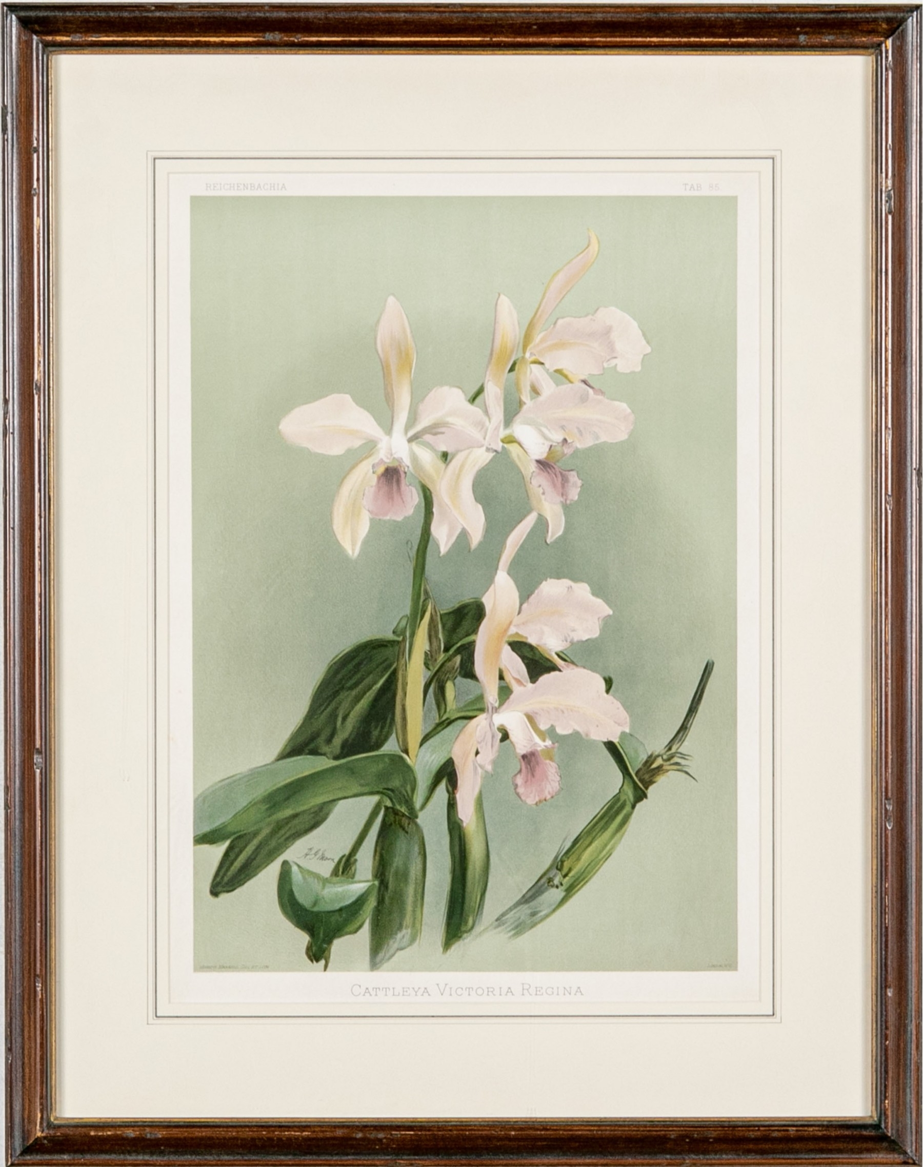 Henry George Moon | Orchids | MutualArt
