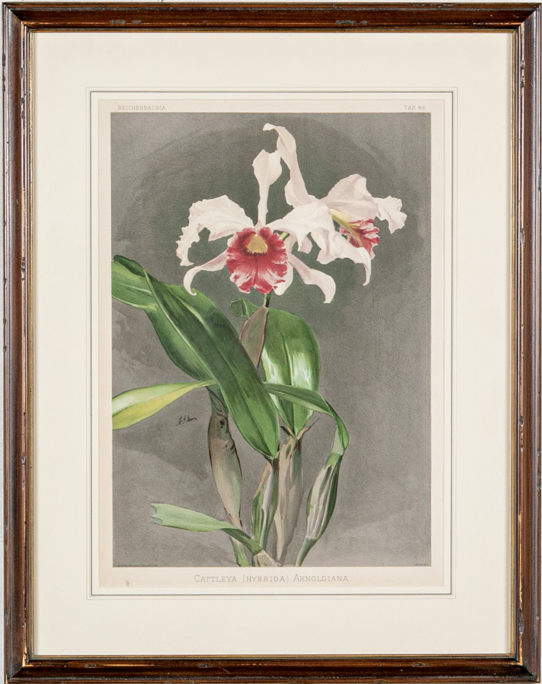 Henry George Moon | Orchids | MutualArt