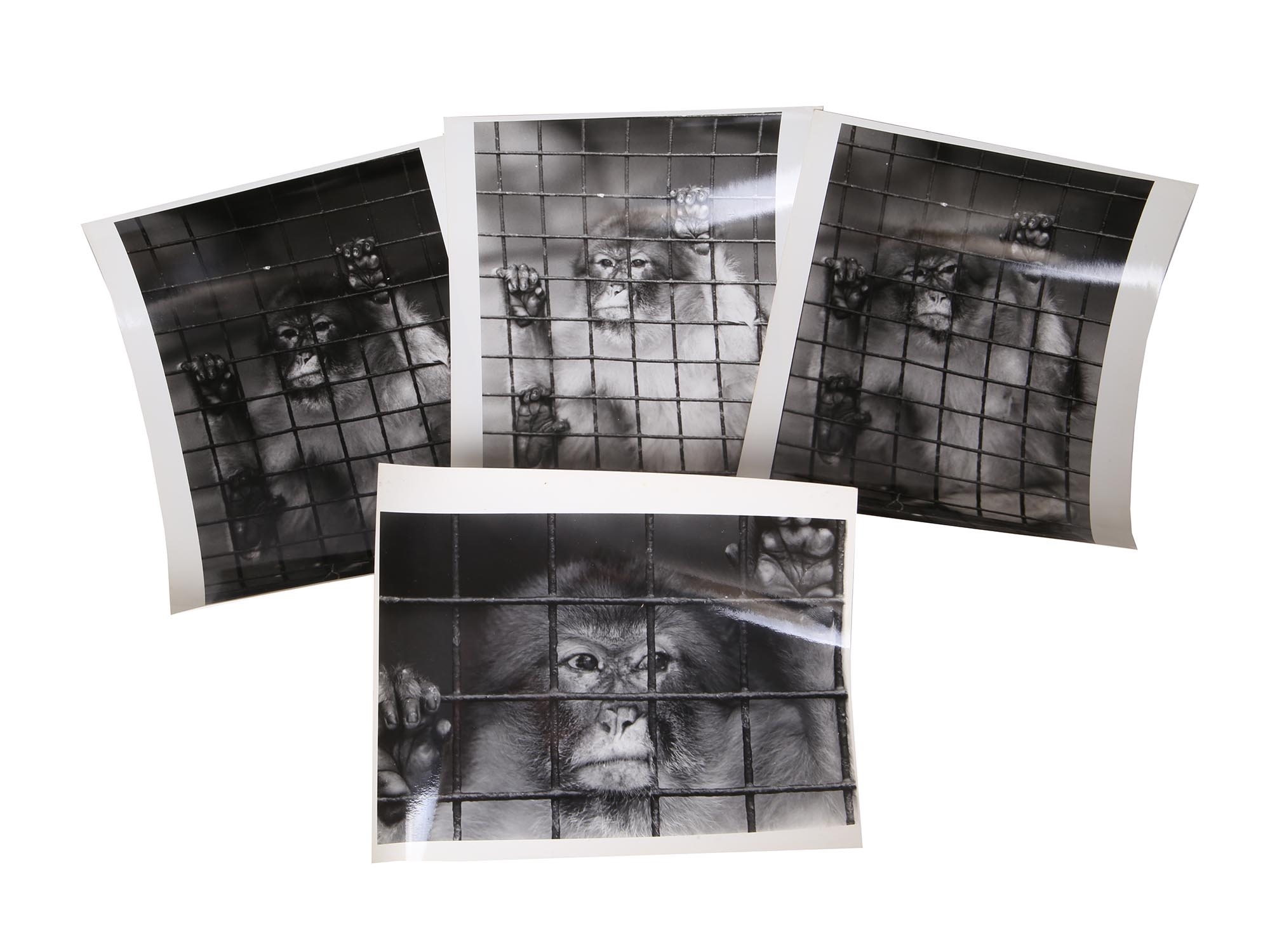 Alex Freeman | Portrait photography of a zoo monkey | MutualArt