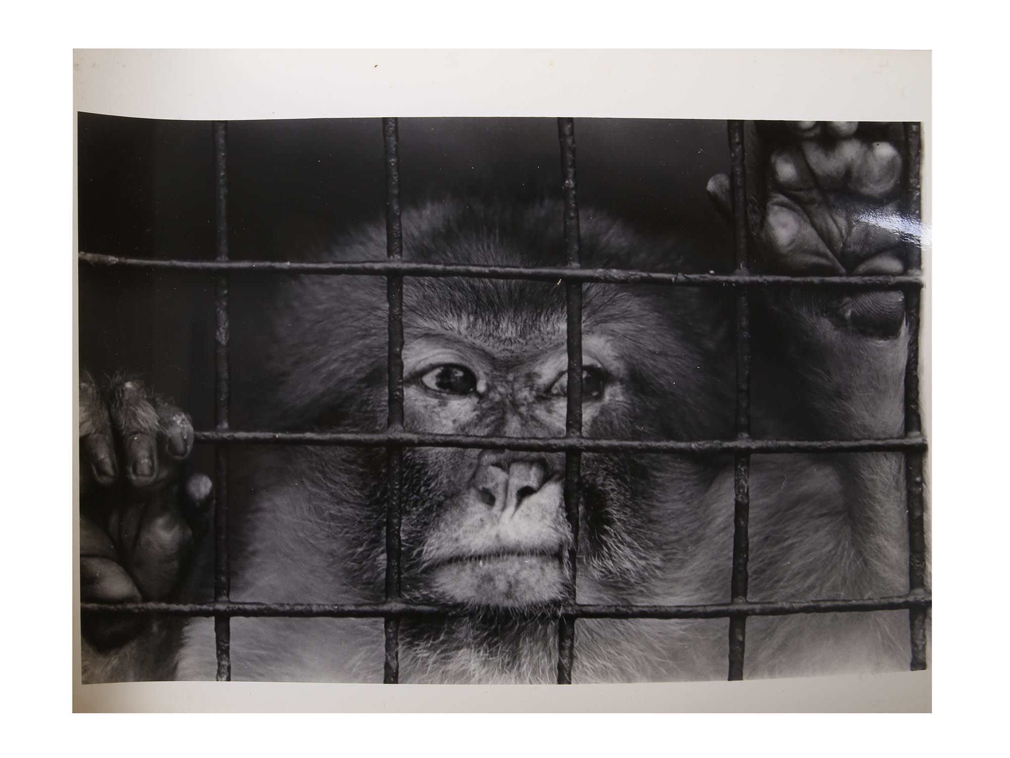 Alex Freeman | Portrait photography of a zoo monkey | MutualArt