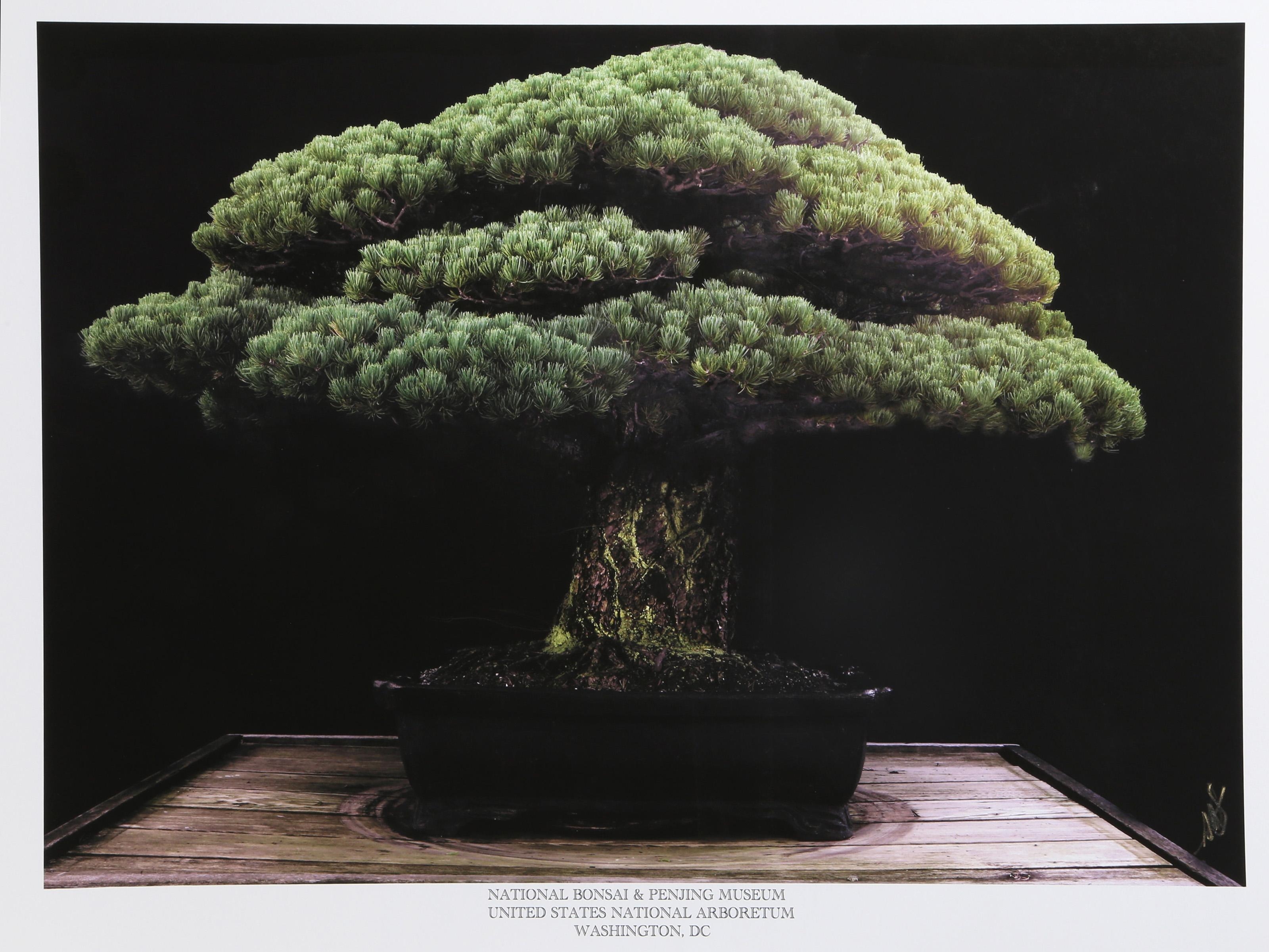 Jonathan Singer | National Bonsai and Penjing Museum | MutualArt