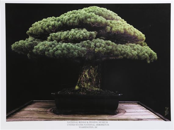 Jonathan Singer | National Bonsai and Penjing Museum | MutualArt
