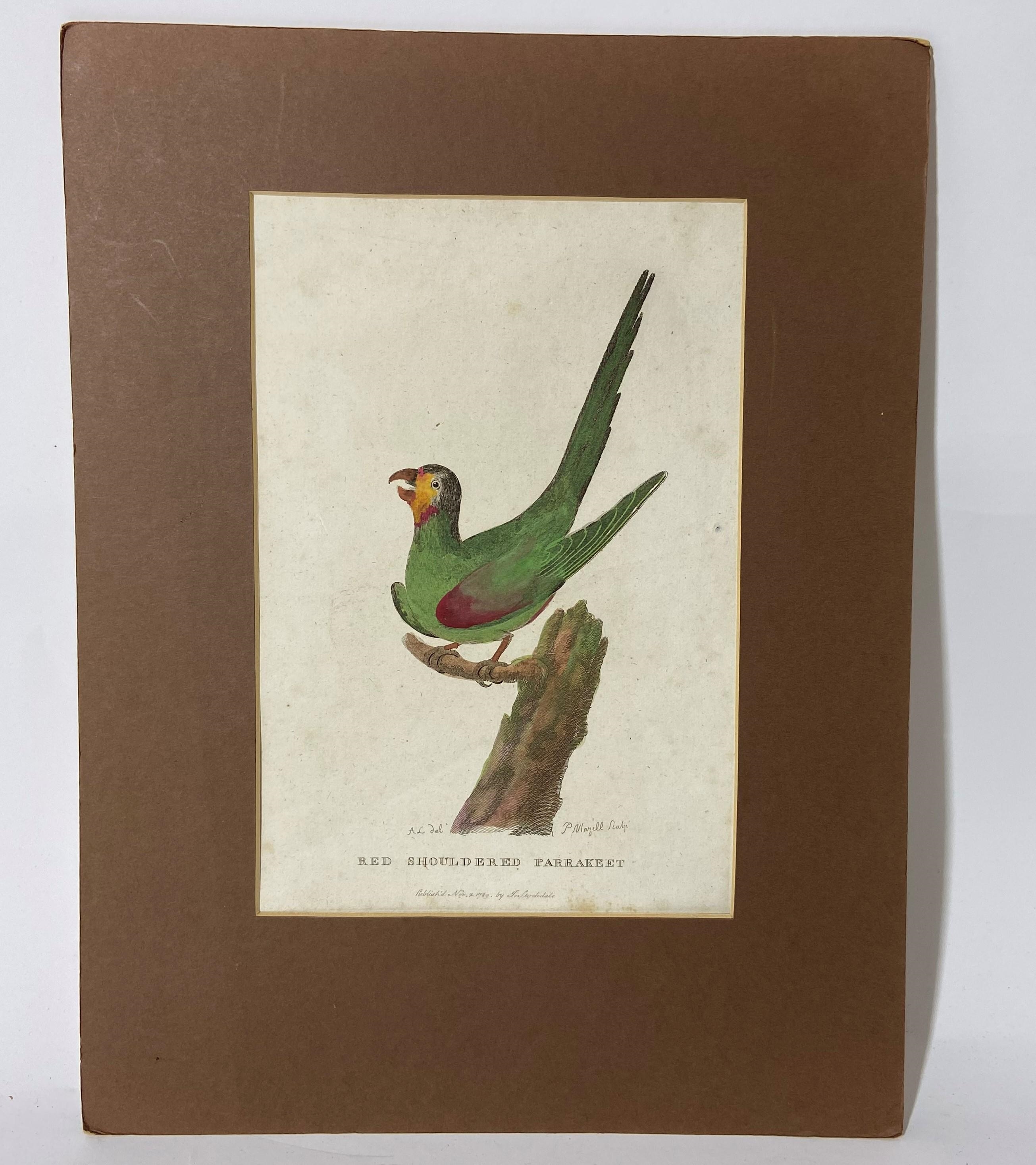 Peter Mazell | Red Shouldered Parrakeet (1789) | MutualArt