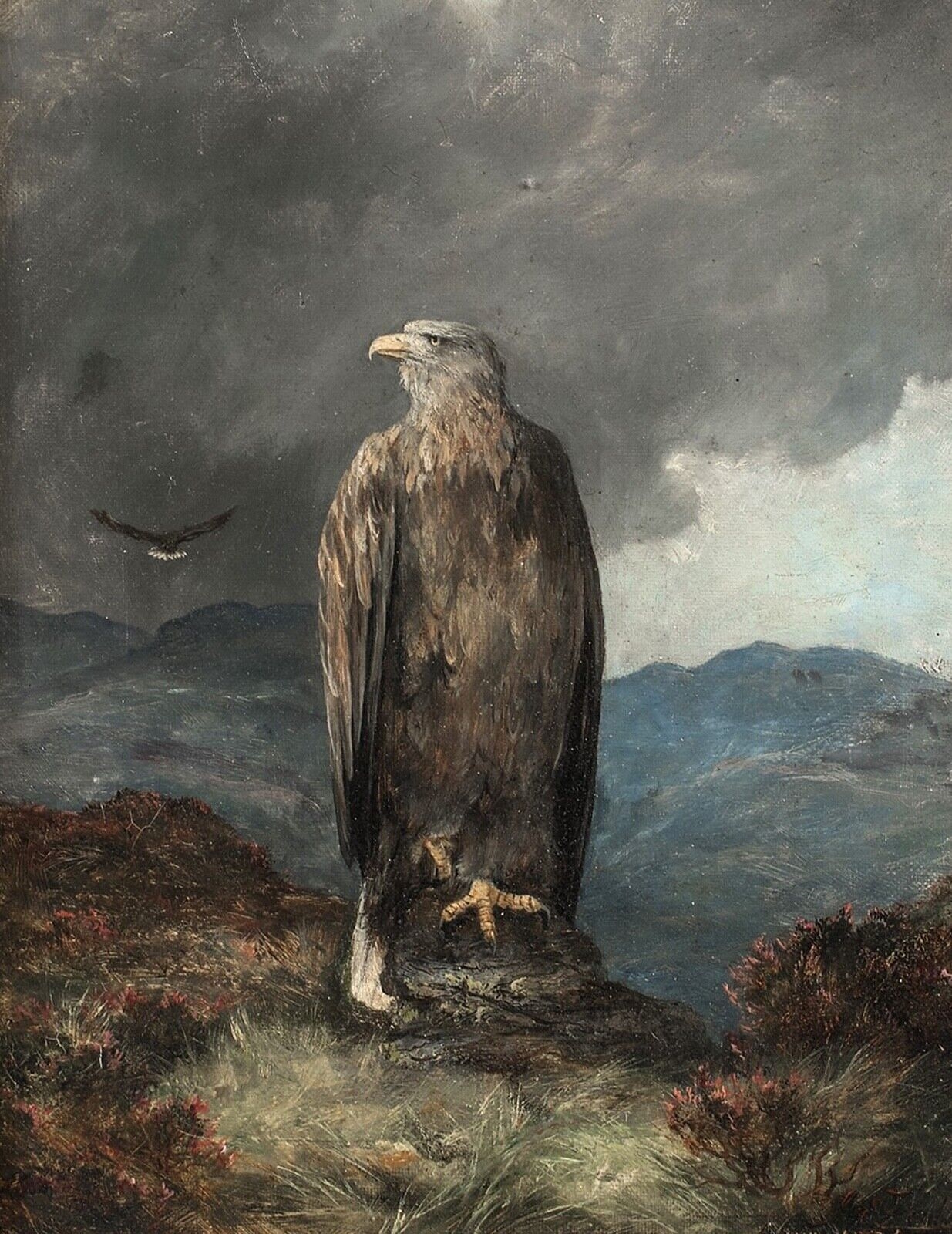 James Faed Sr. | PORTRAIT OF A WHITE TAILED SEA EAGLE (19th Century ...