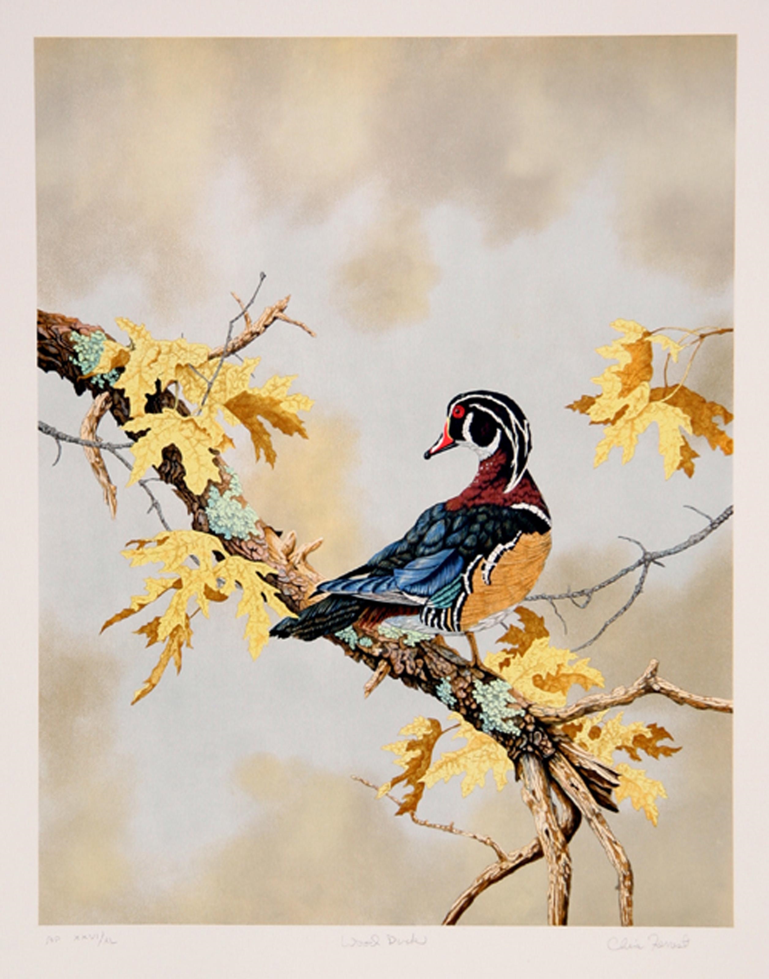 Chris Forrest | WOOD DUCK | MutualArt
