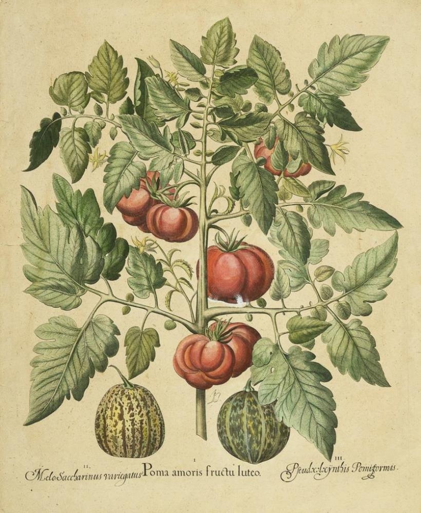 Basilius Besler | Botanical illustration from Hortus Eystettensis ...