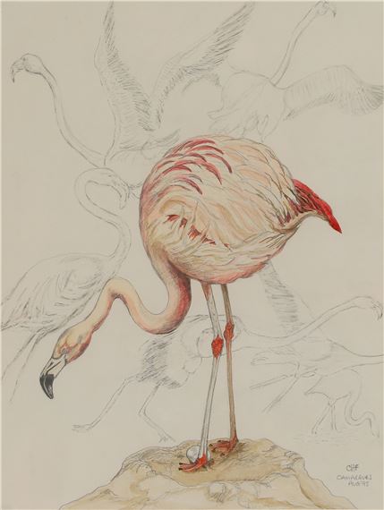 Carolyn Hubbard-ford | Study of a flamingo (1995) | MutualArt