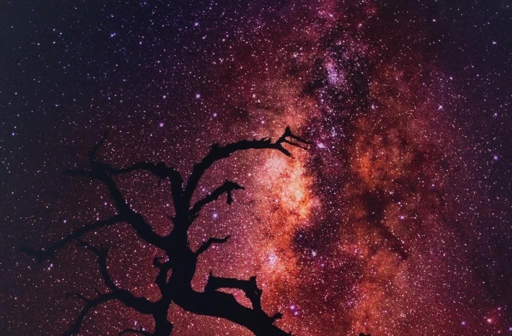 Peter Lik | Tree of the Universe | MutualArt