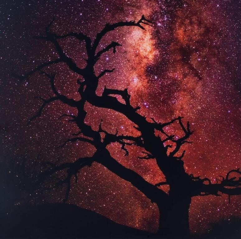 Peter Lik | Tree of the Universe | MutualArt