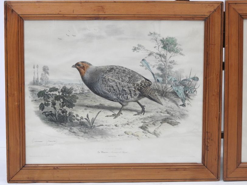 Édouard Traviès | The red partridge and the gray partridge | MutualArt