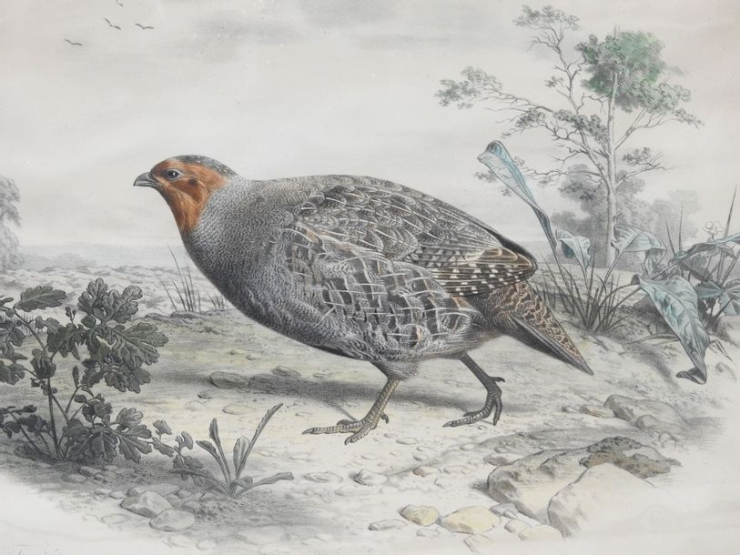 Édouard Traviès | The red partridge and the gray partridge | MutualArt