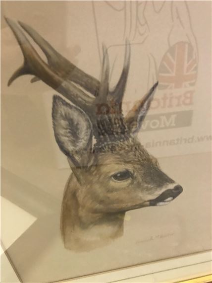 Elizabeth Halstead | Roe deer head study | MutualArt