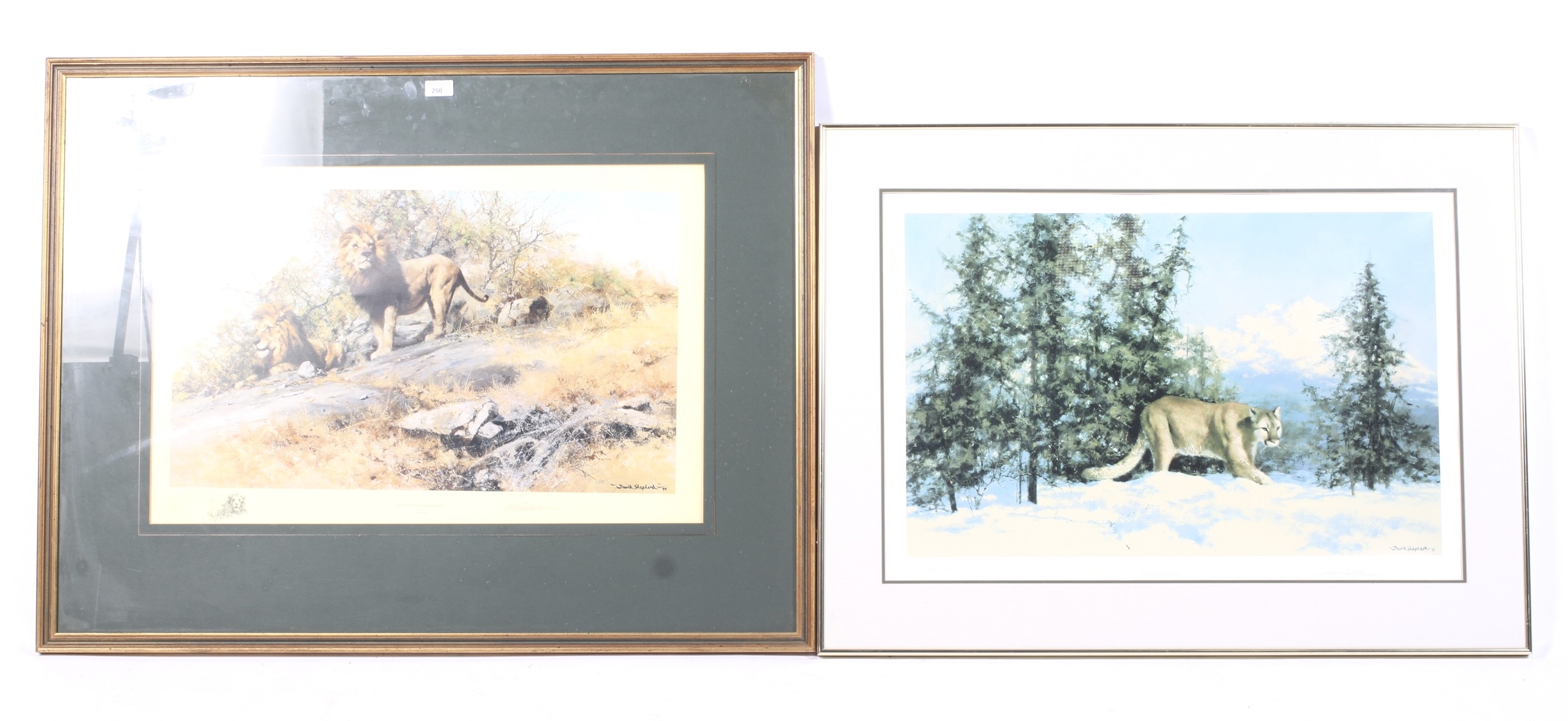 David Shepherd | Mountain Lion 288/350 | MutualArt