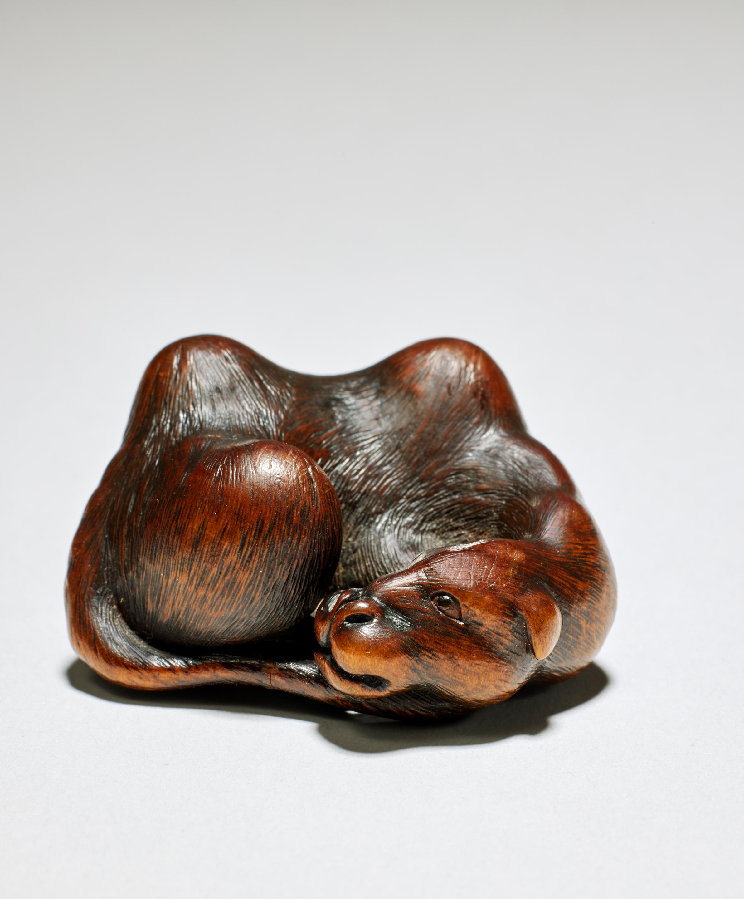 Hogen Tadayoshi | NETSUKE EN BOIS REPRÉSENTANT UN CHAMEAU DE BACTRIANE ...