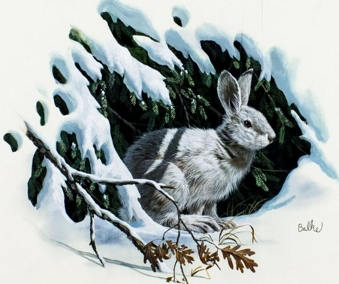 Snowshoe Rabbit Drawing