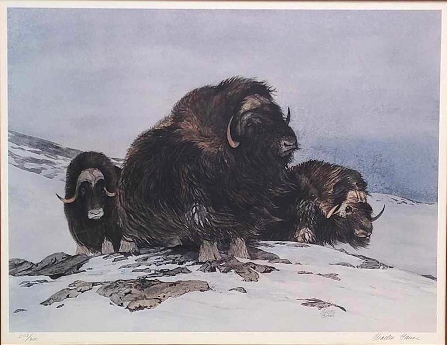 Charles Gause | Musk Ox | MutualArt