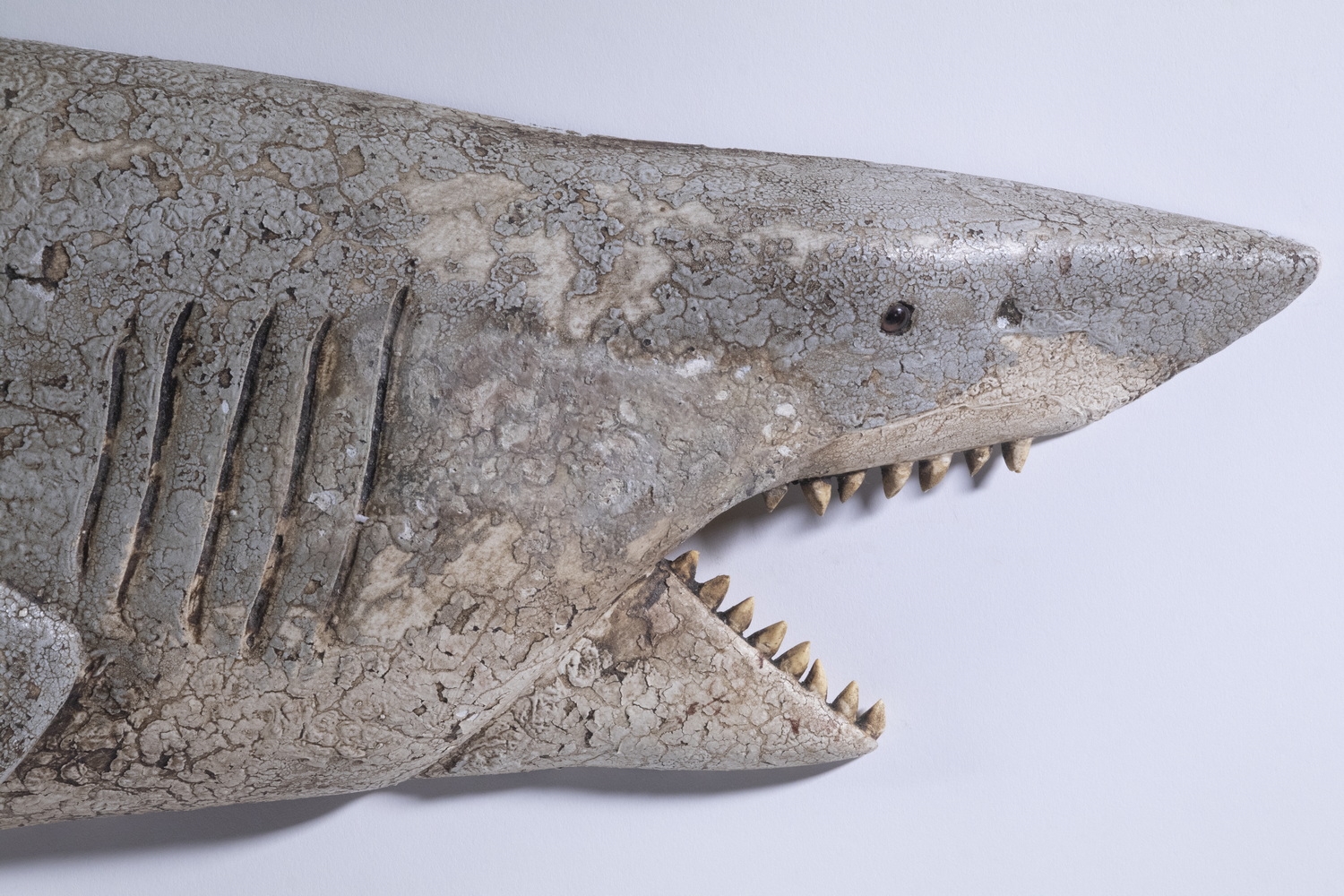 Wick Ahrens | Rare Great White Shark | MutualArt
