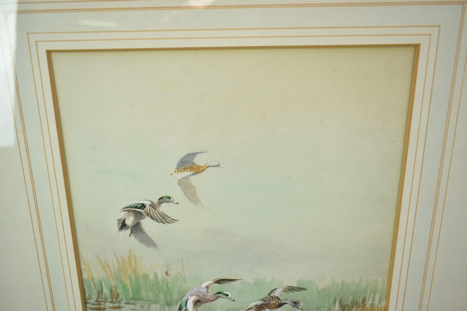 Roland Green | Widgeon in Flight | MutualArt