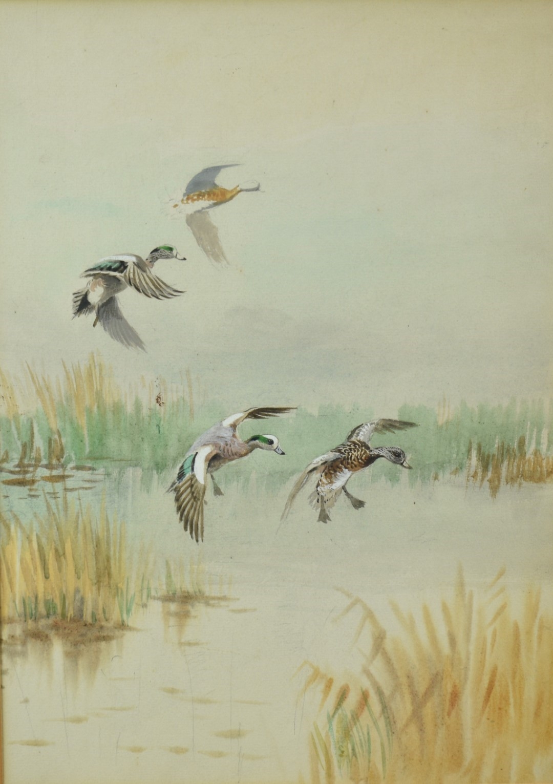 Roland Green | Widgeon in Flight | MutualArt