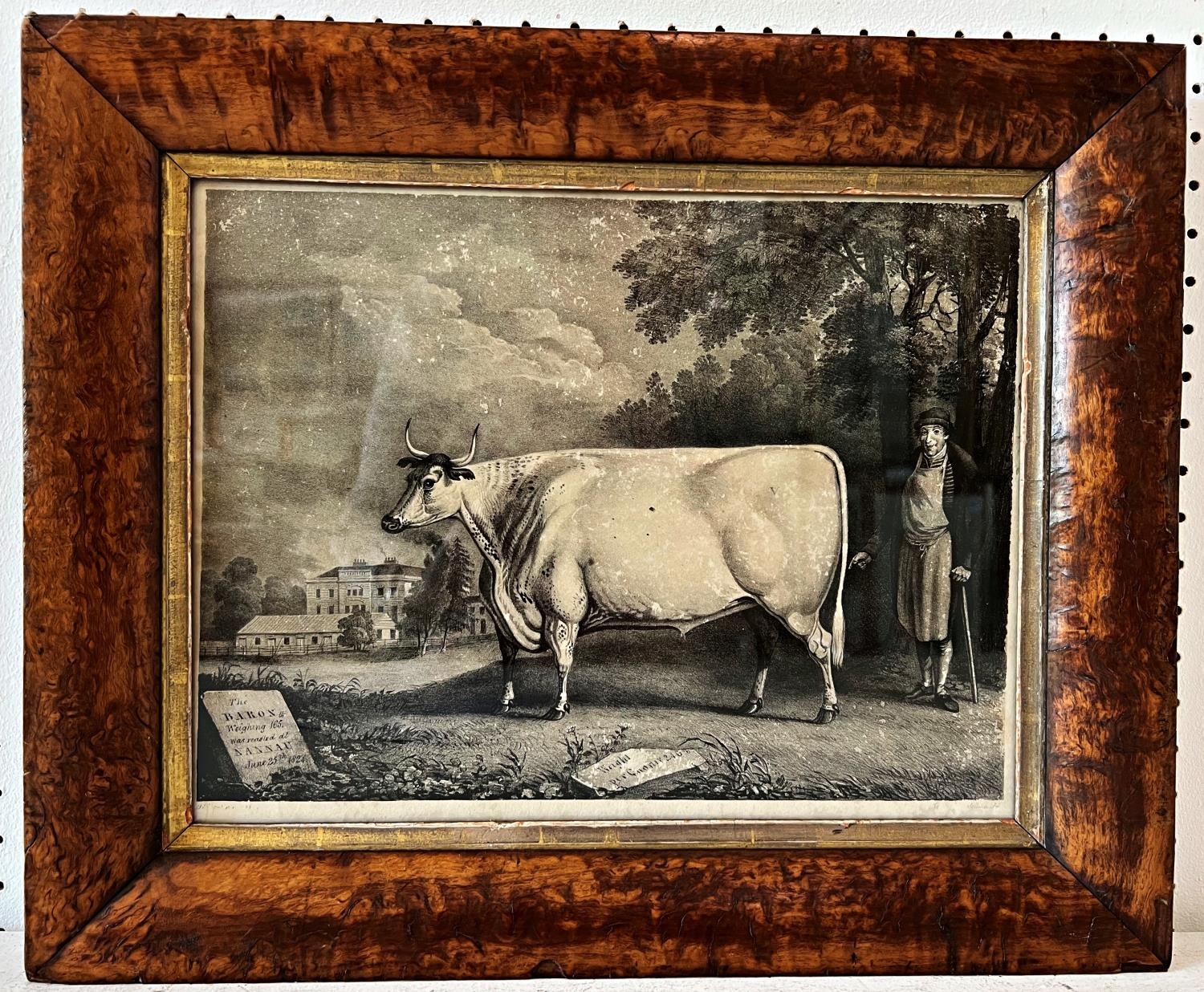 Daniel Clowes | 'The Baron Weighing 165 lbs. Was roasted at NANNAU June ...