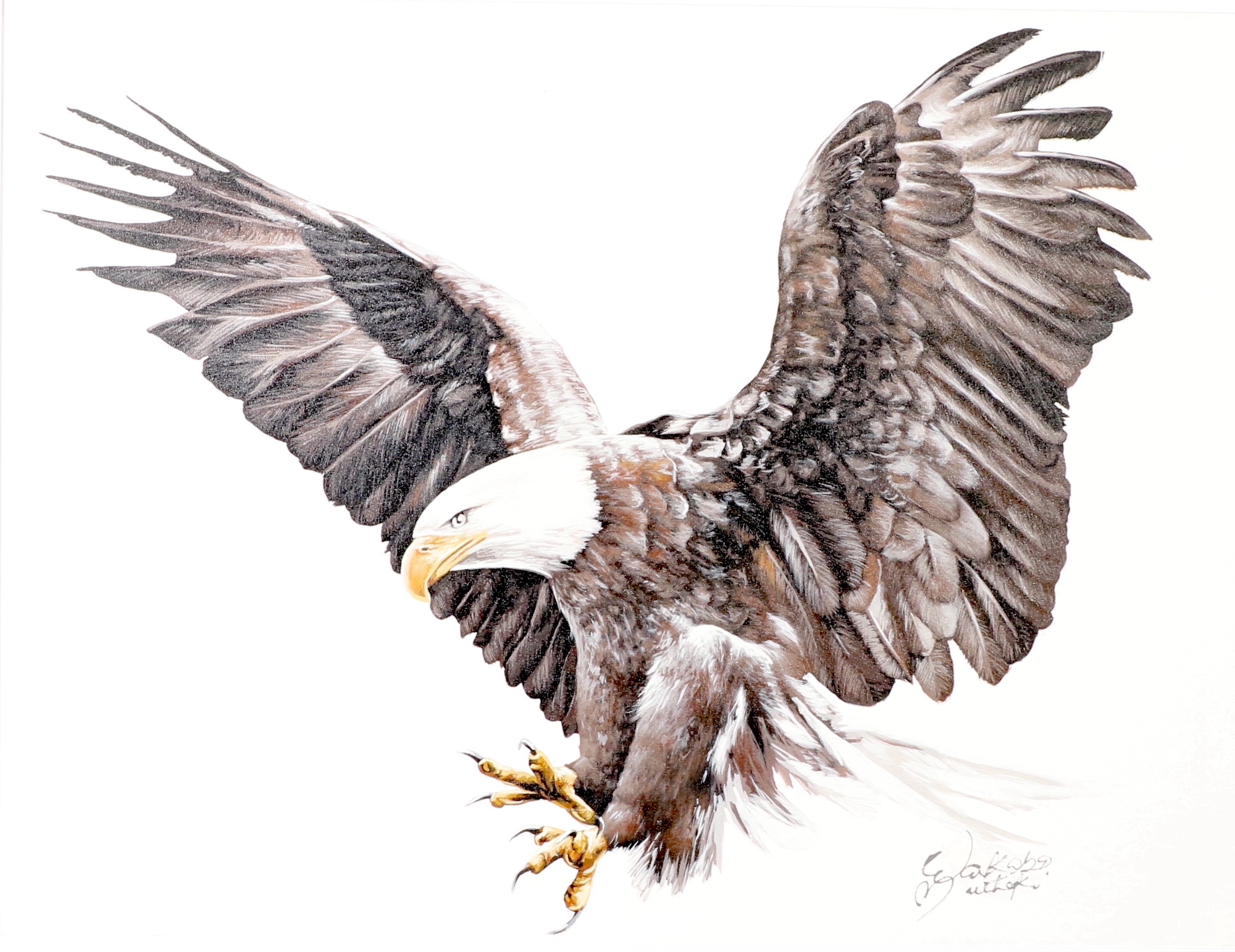 Soaring Eagle Soaring Eagle By Mike Lawrence
