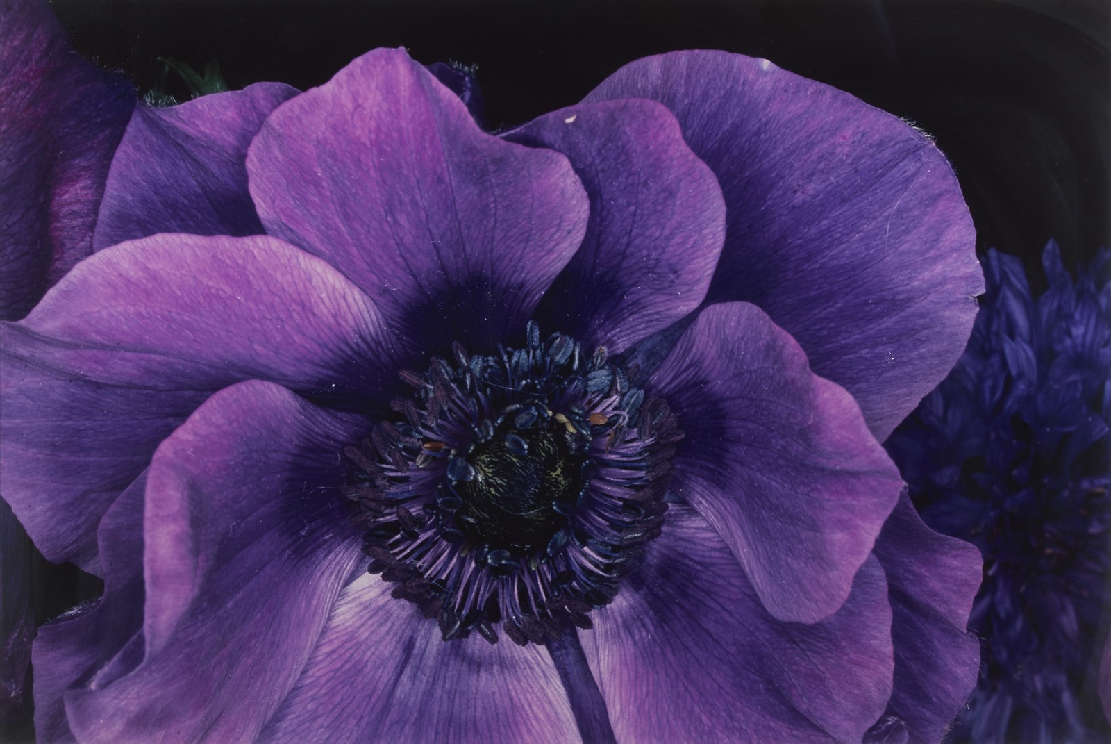 Nobuyoshi Araki | Flower rondeau. | MutualArt