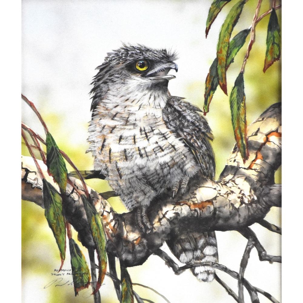 Paul Margocsy | Tawny Frogmouth Owl | MutualArt