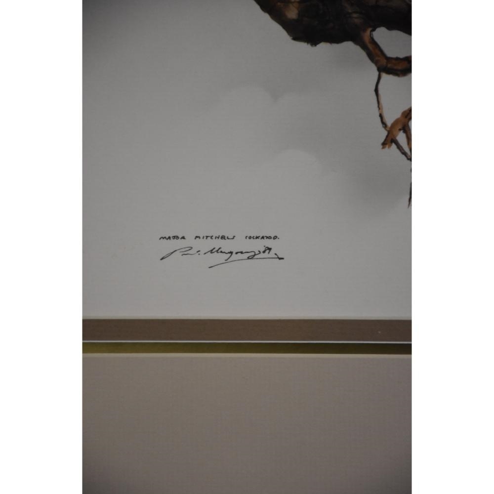 Paul Margocsy | The Major Mitchell Cockatoo | MutualArt