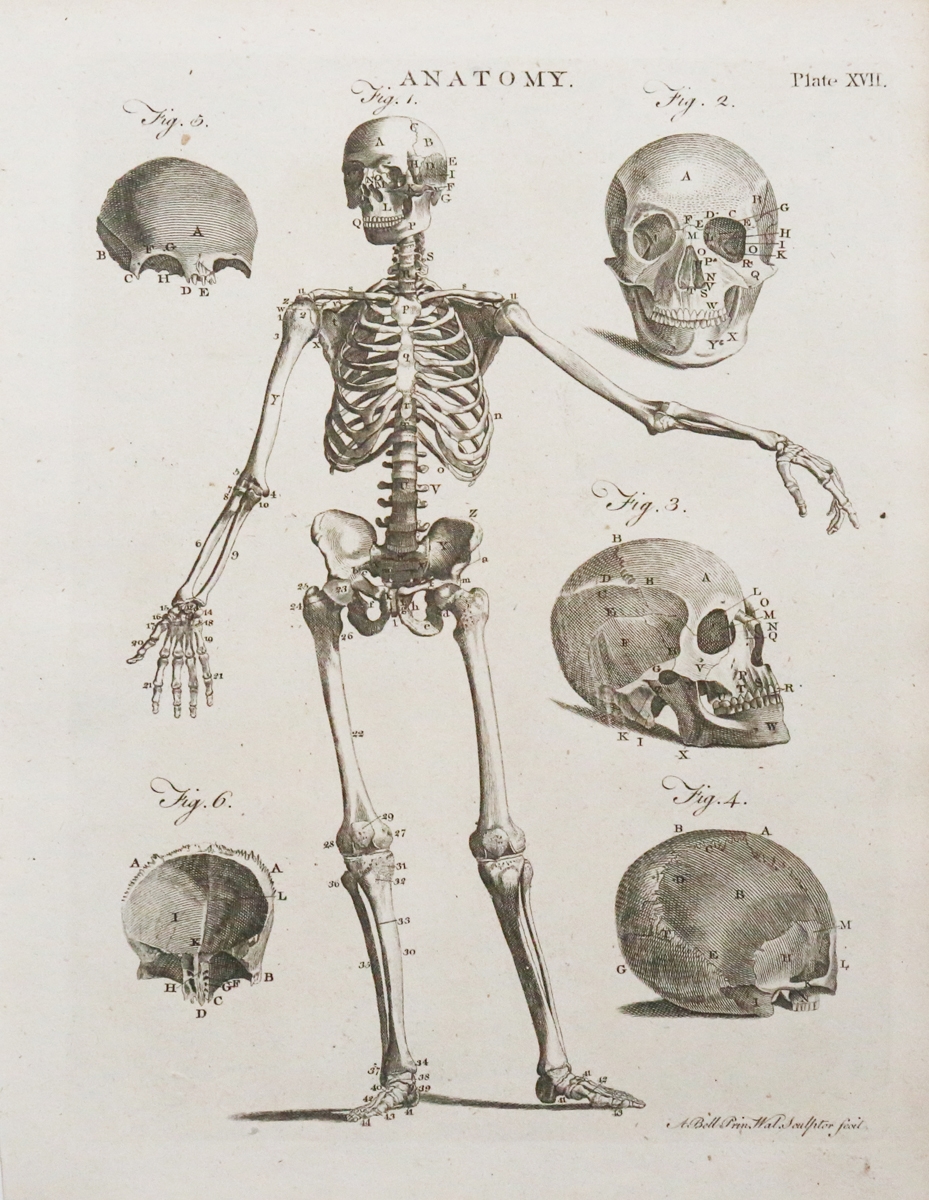 Andrew Bell | Anatomy | MutualArt