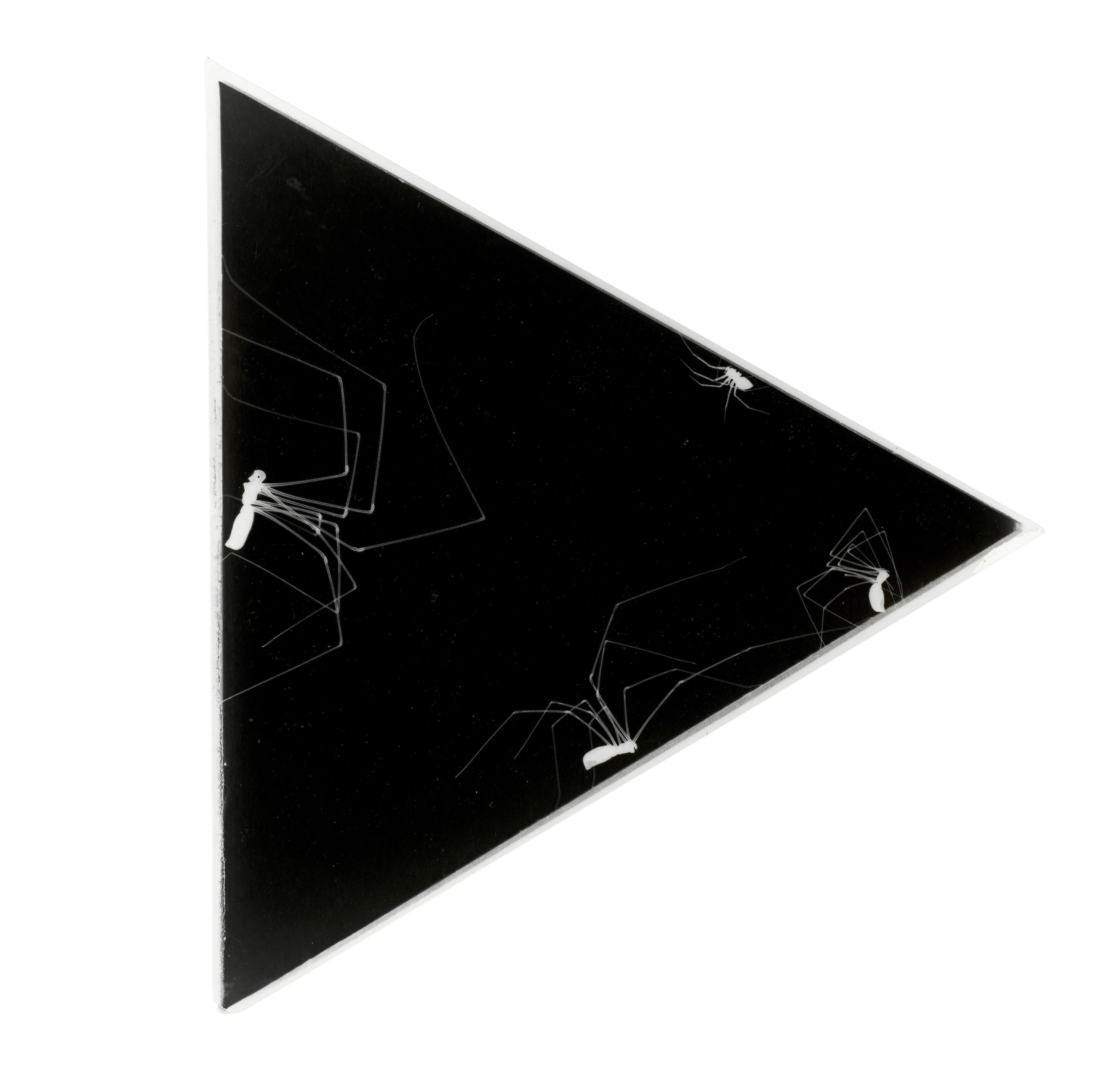 Patrick Bailly-Maître-Grand | Selected Photograms of Spiders (1988 ...
