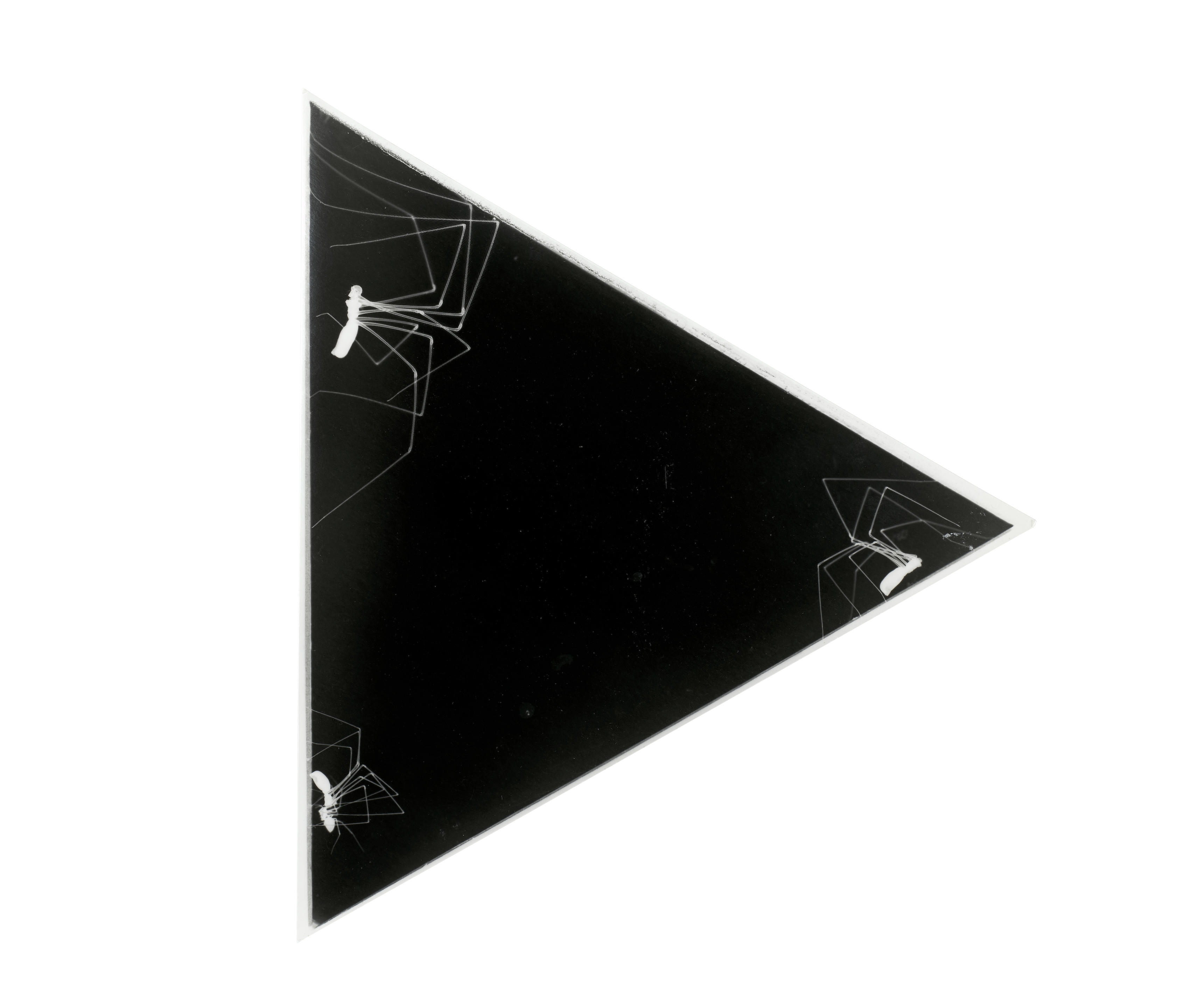 Patrick Bailly-Maître-Grand | Selected Photograms of Spiders (1988 ...
