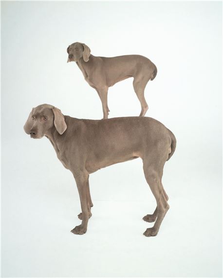 William Wegman | Dog and Pony (1997) | MutualArt