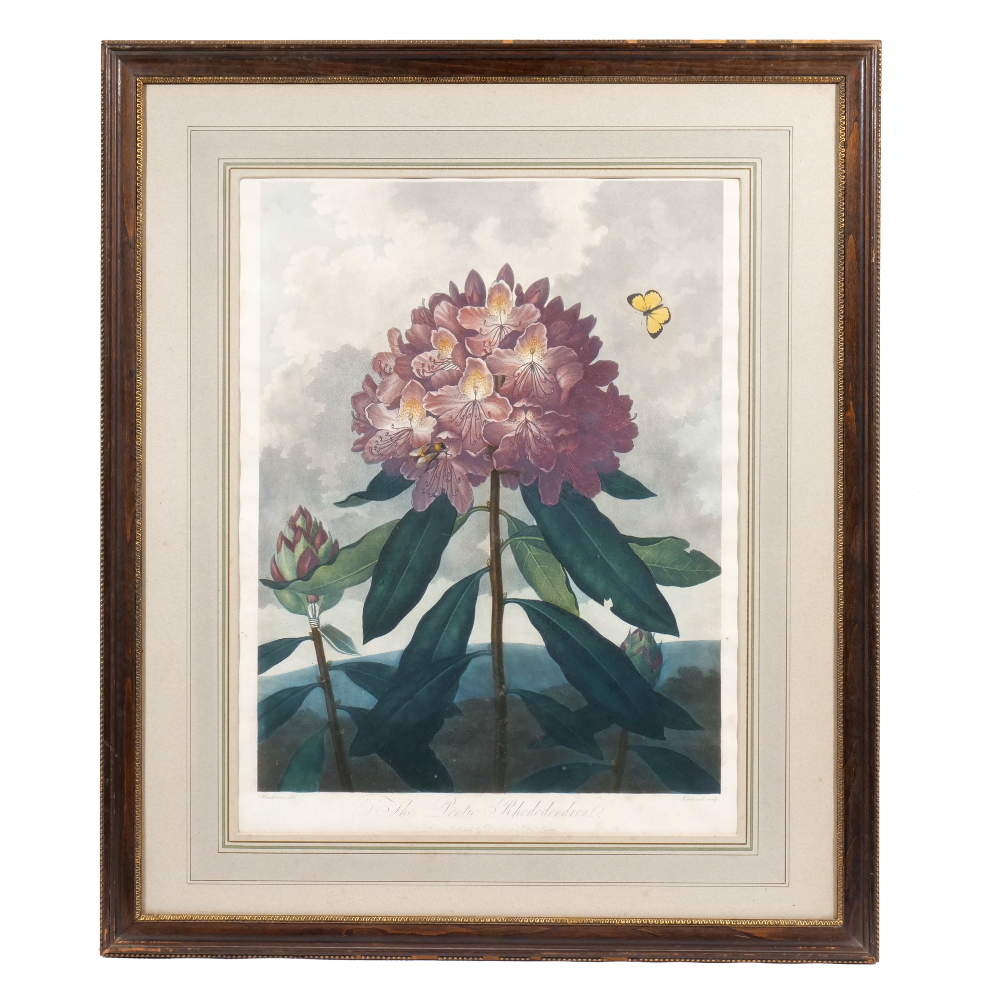 Robert John‏ Thornton | The Pontic Rhododendron | MutualArt