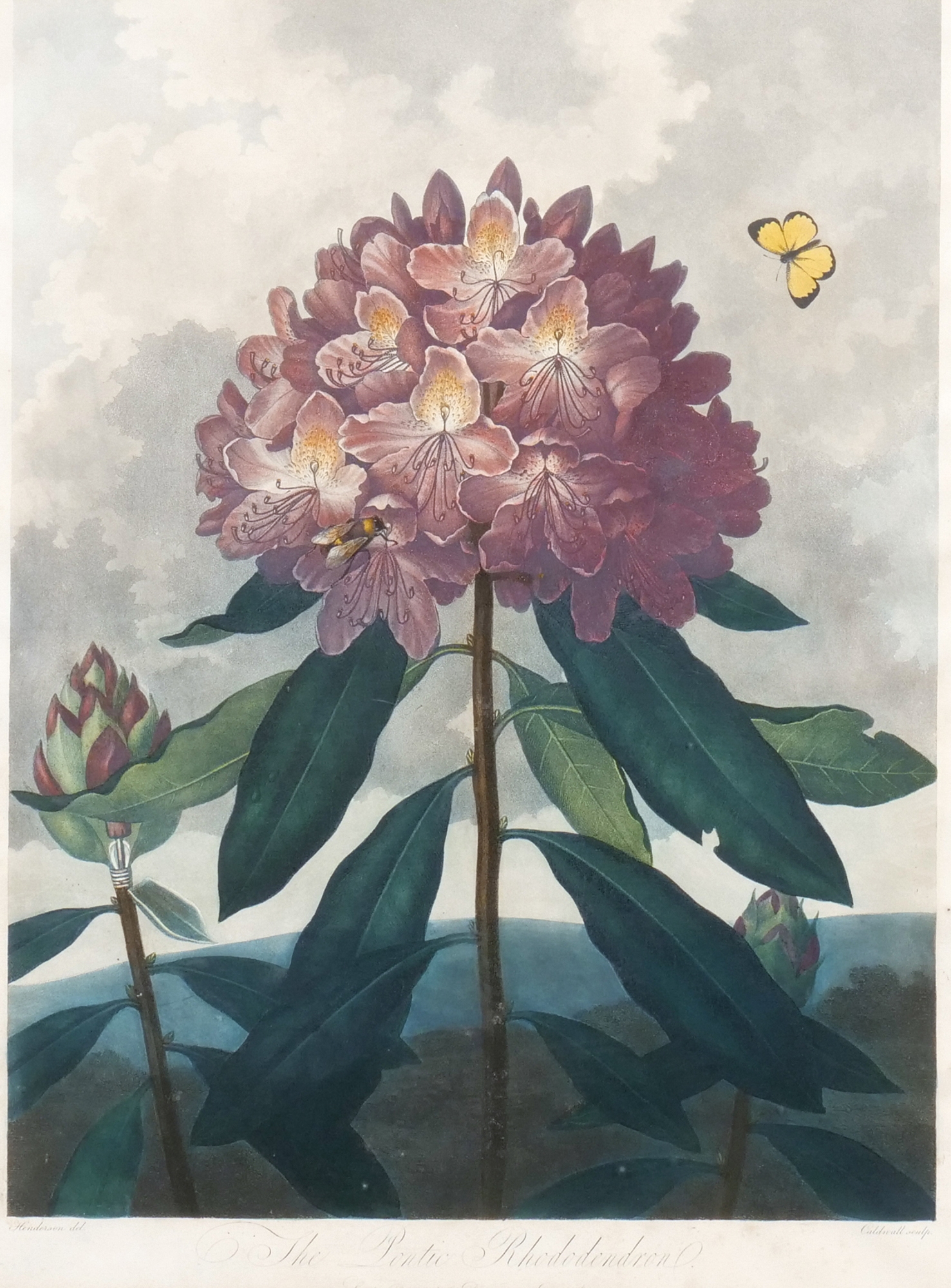 Robert John‏ Thornton | The Pontic Rhododendron | MutualArt