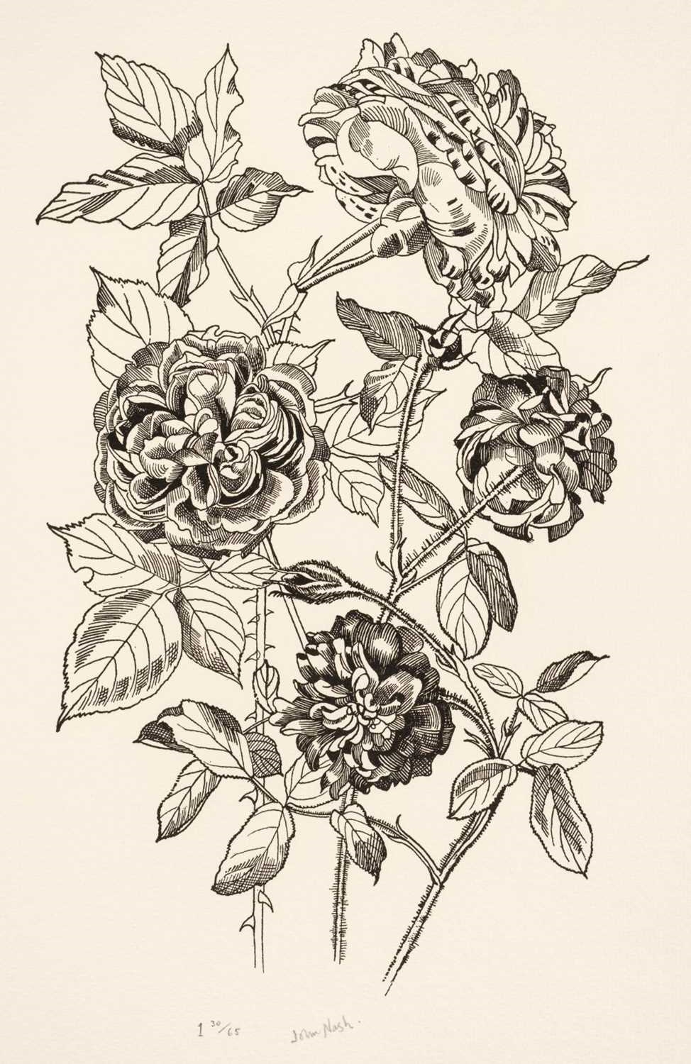 John Northcote Nash | Flower Drawings, published by Warren Editions ...