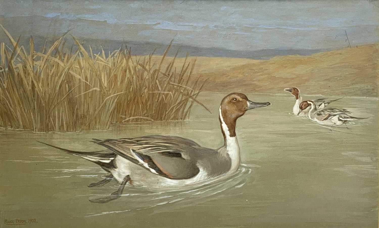Frank Paton | Pin-tail Duck (1902) | MutualArt