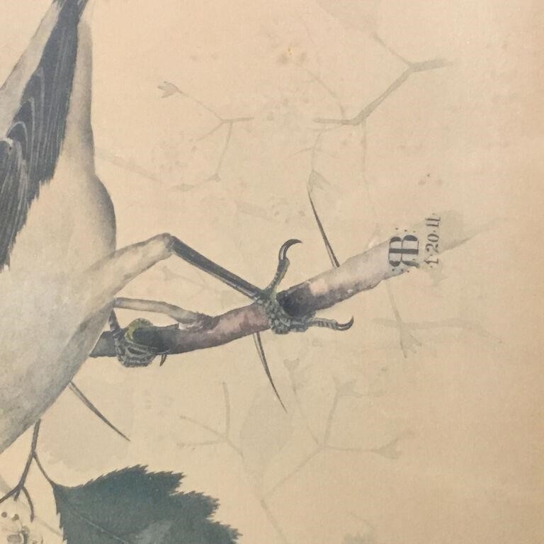 Rex Brasher | COLORED ENGRAVING OF BIRDS | MutualArt