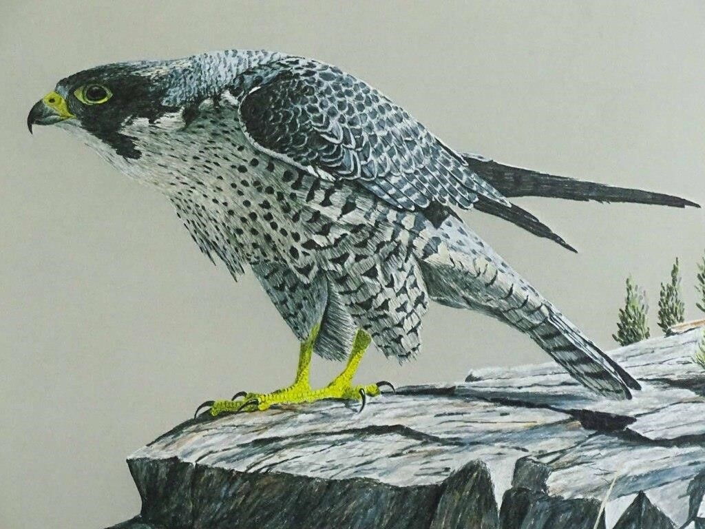 Lee Jayred | Peregrine Falcon and Goshawk (1991) | MutualArt