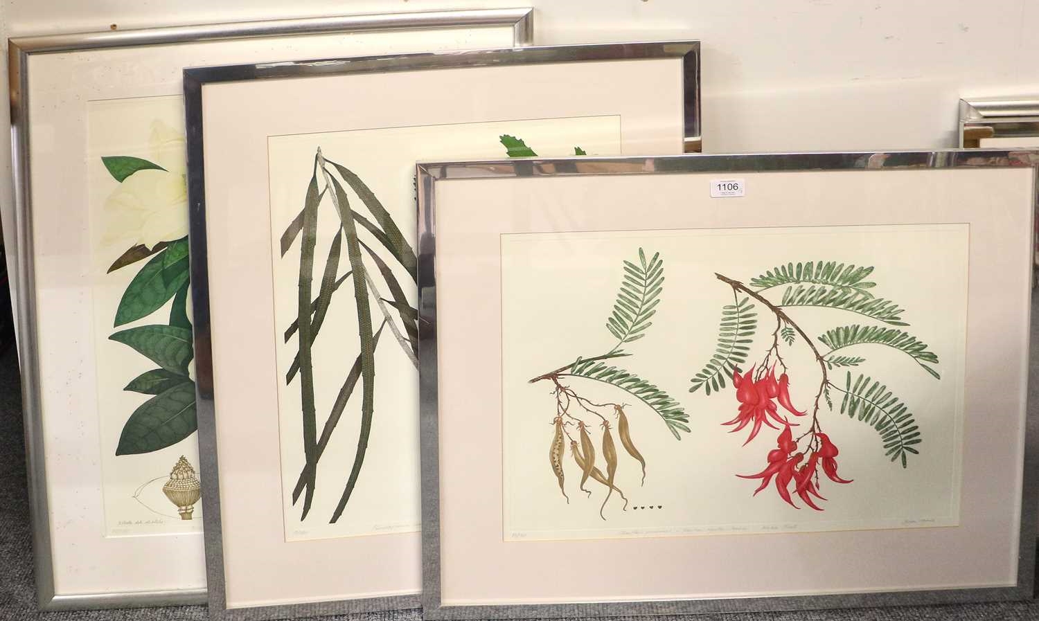 Bryan Poole | Pseudopanax Crassifolius; Clianthus Punineacs and Friends ...