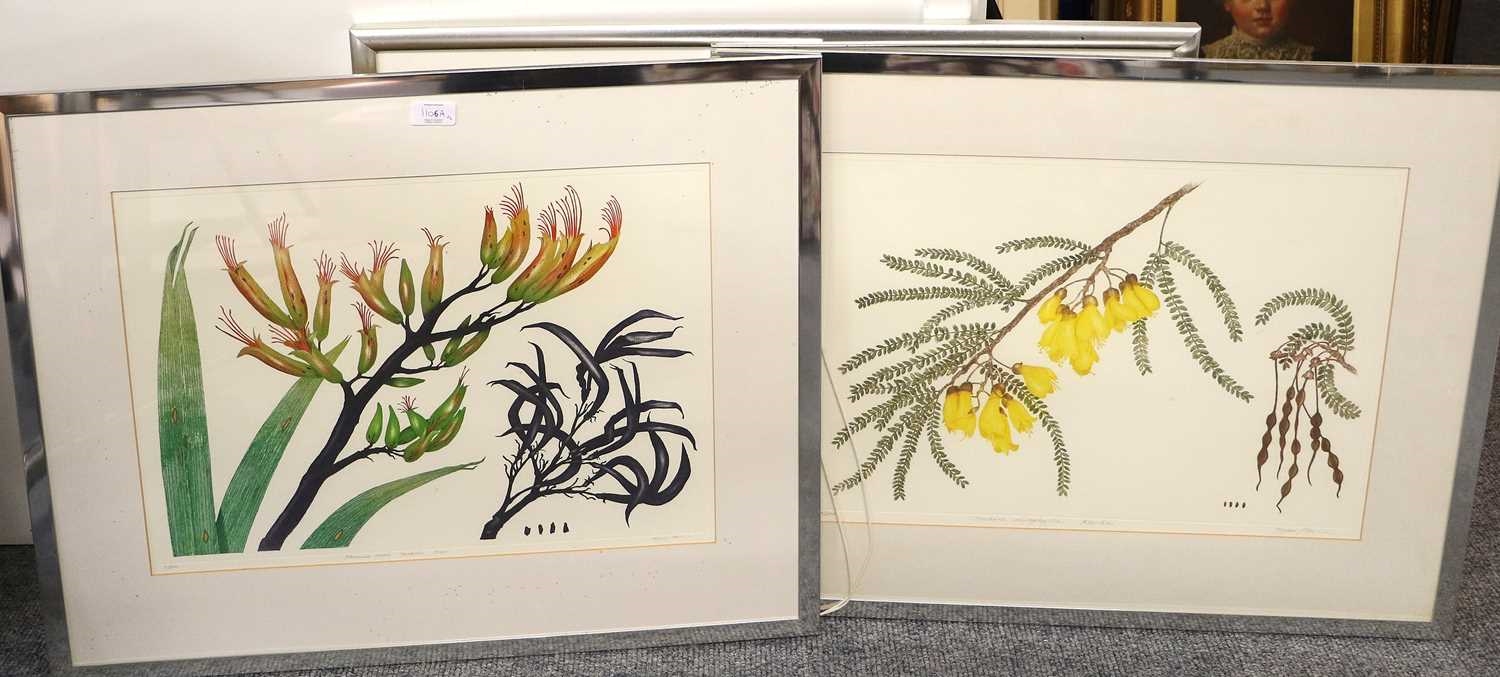 Bryan Poole | Sophora Microphylla; New Zealand Tree Fern and Phormium ...