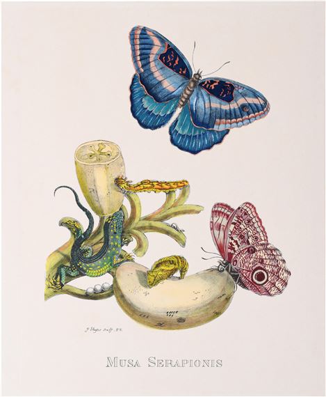 Maria Sibylla Merian | MUSA SERAPONIS | MutualArt