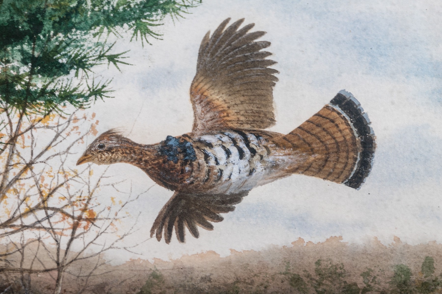 William P. Tyner | Back To Cover- Ruffed Grouse | MutualArt